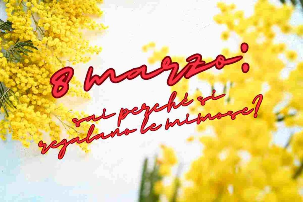 Perché la mimosa è il simbolo della Festa della Donna: una scelta tutta ...